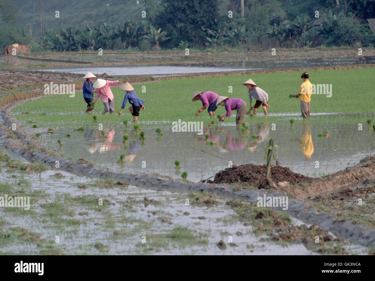 Vietnam vietnamese villagers plant hi-res stock photography and images ...