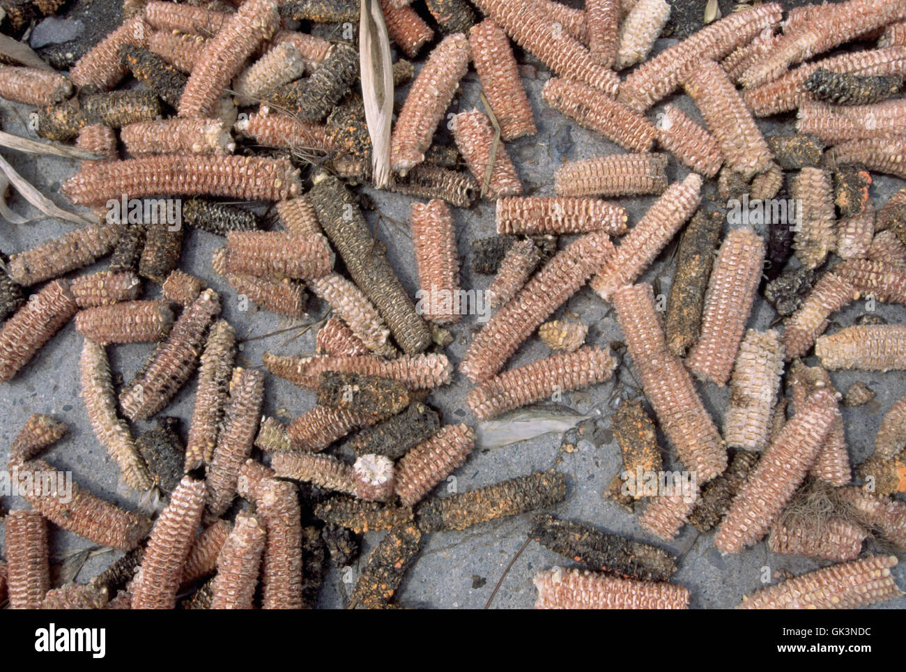 Damaged Maize --- Image by © Jeremy Horner Stock Photo - Alamy