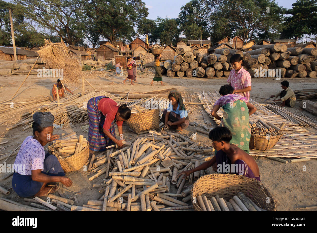 ca. 1990-2000, Mandalay, Burma --- Bonded laborers cut bamboo for ...