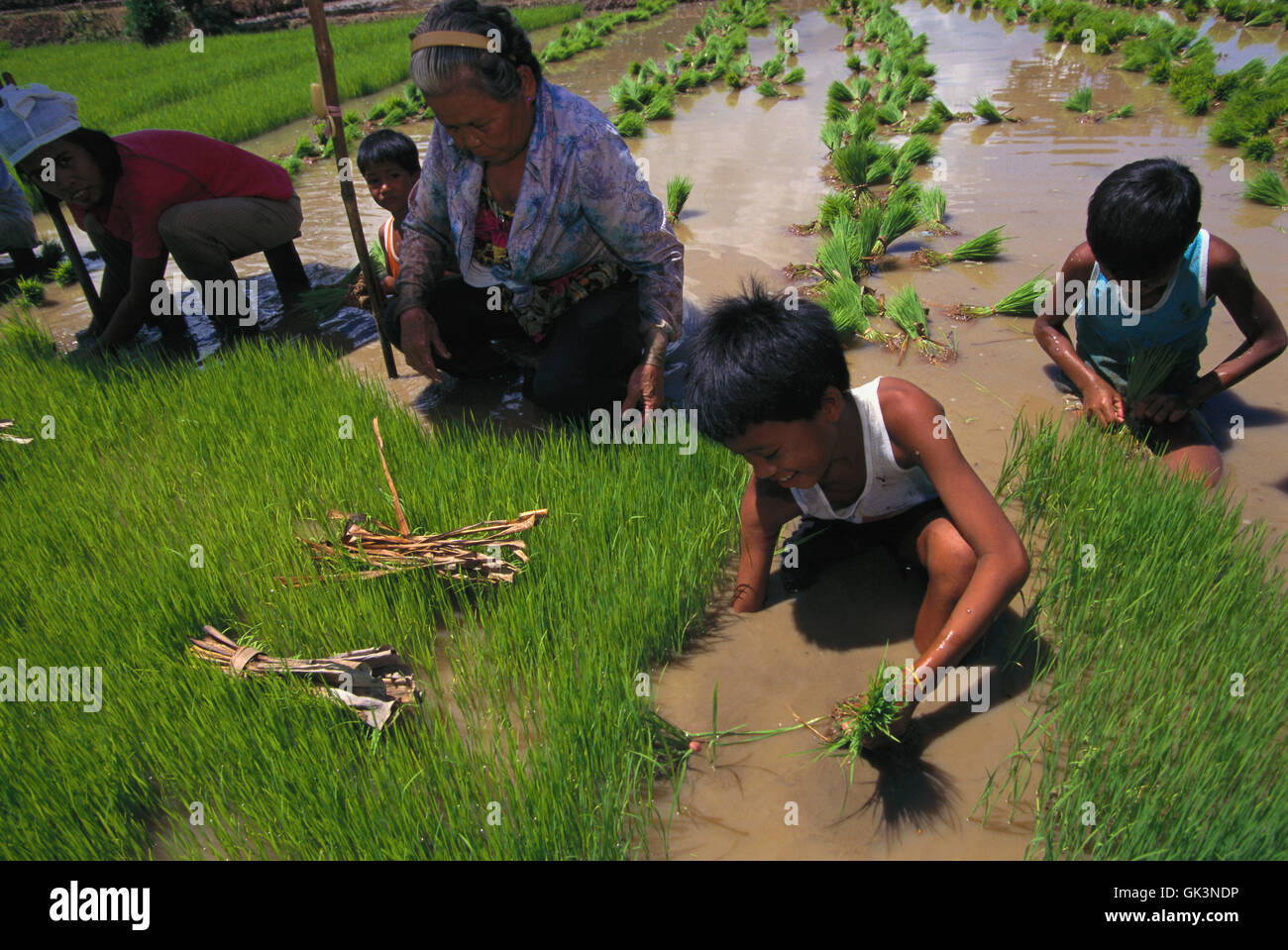 ca. 1990-2000, Leyte Island, Philippines --- Family Planting Rice ...