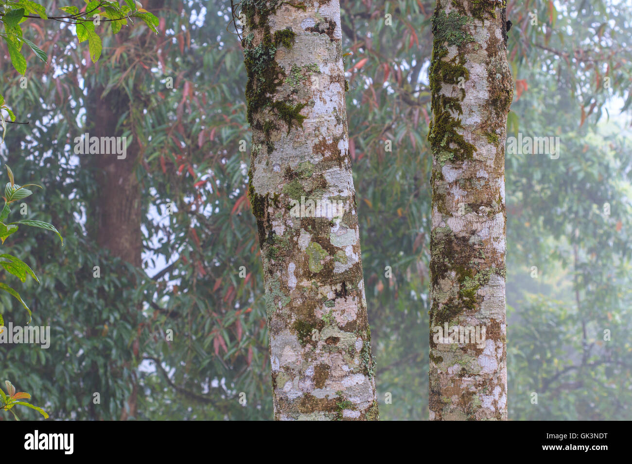 tree in rain forest, abstract nature background Stock Photo - Alamy