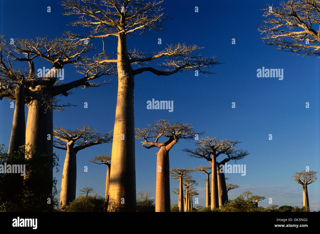 ca. 2000, Morondava, Madagascar --- Baobab Trees in Morondova --- Image ...