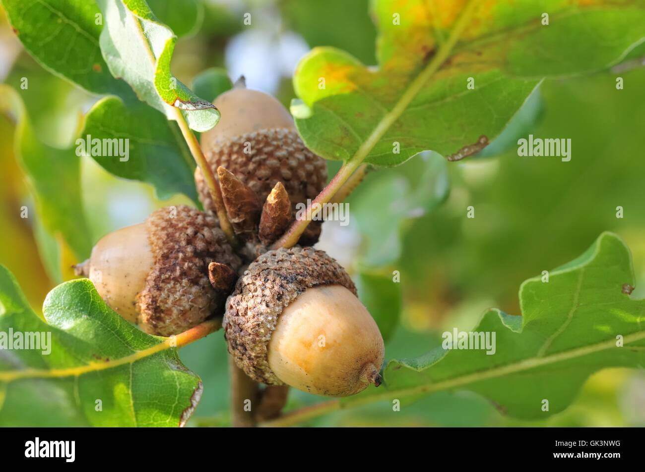 Oak twig three acorns hi-res stock photography and images - Alamy