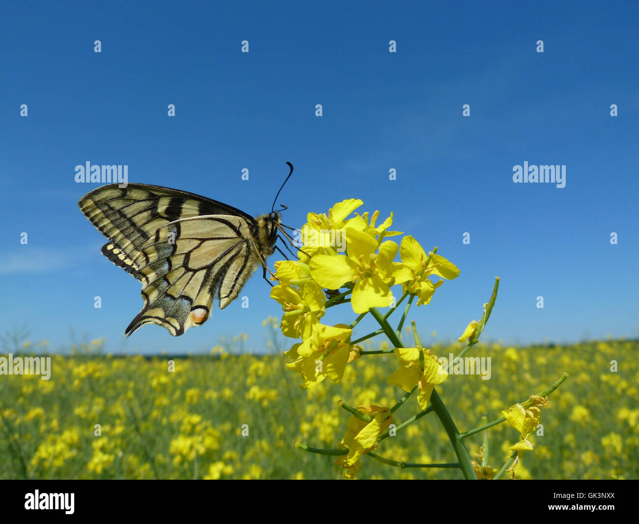 animal insect butterfly Stock Photo - Alamy