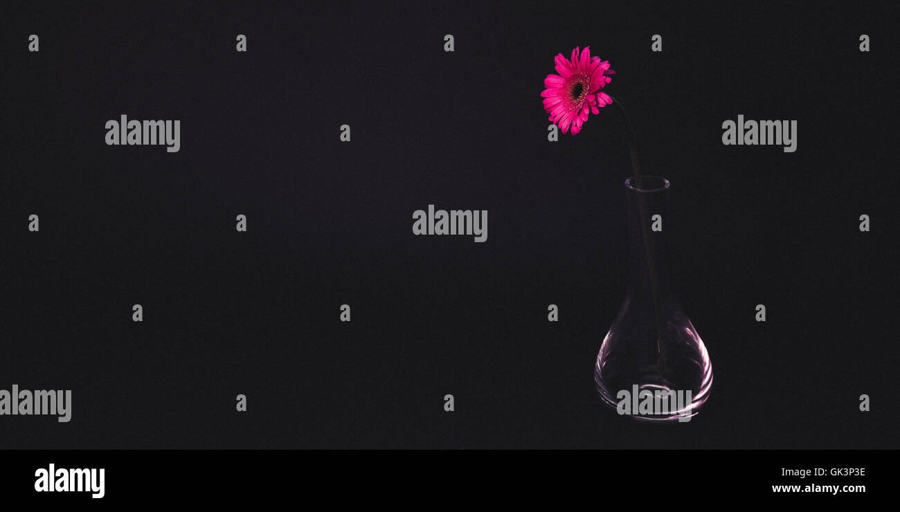 purple germini flower in glass vase Stock Photo - Alamy