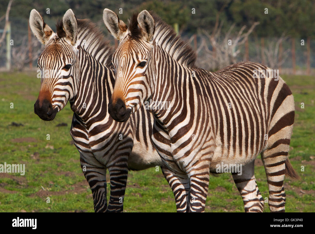close detail game Stock Photo - Alamy