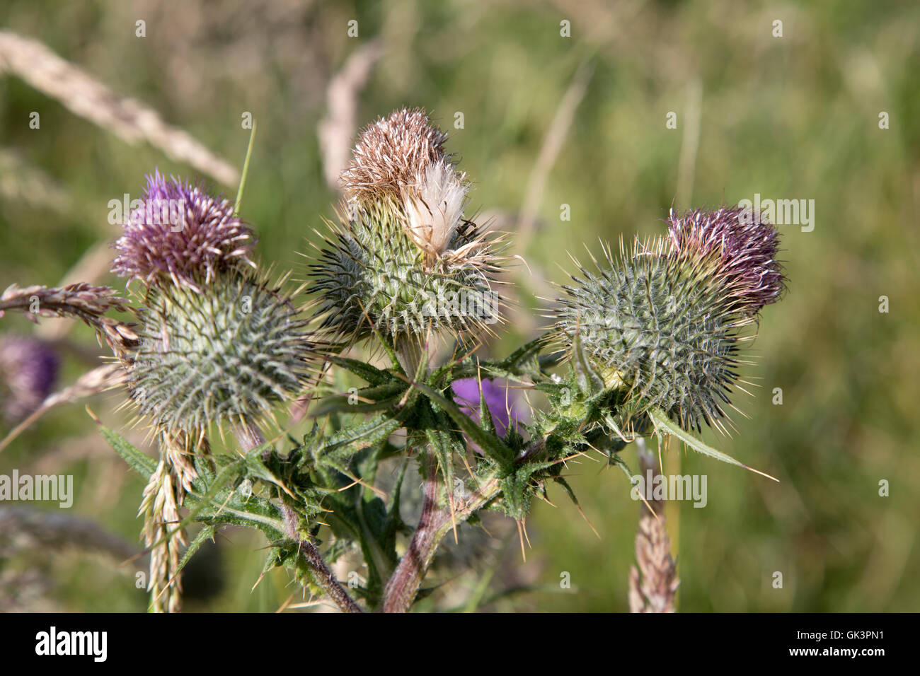 Thistle Flower, St Abbs Head, Northumberland; England; UK Stock Photo ...