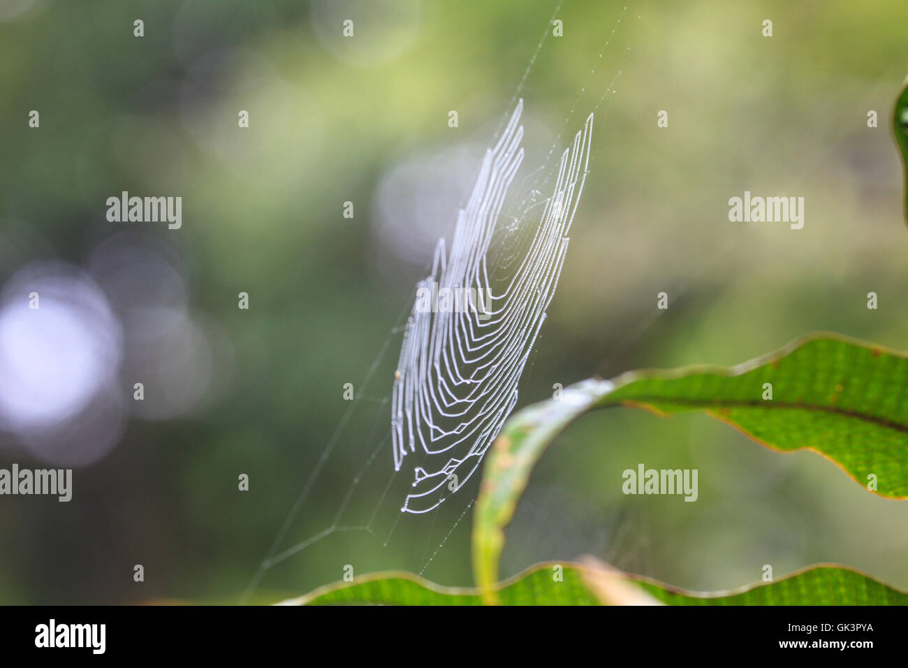 cobweb or spider web abstract background in nature Stock Photo - Alamy