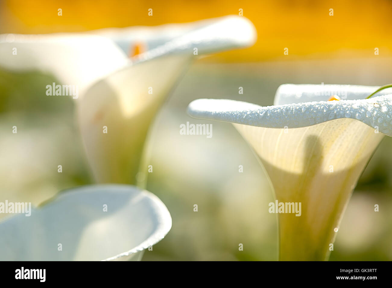 single isolated flower Stock Photo - Alamy