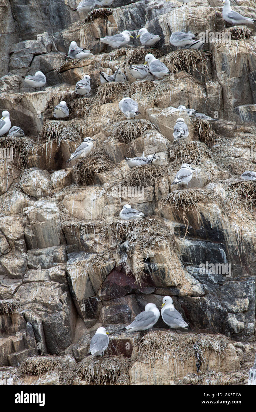Terns nesting hi-res stock photography and images - Alamy