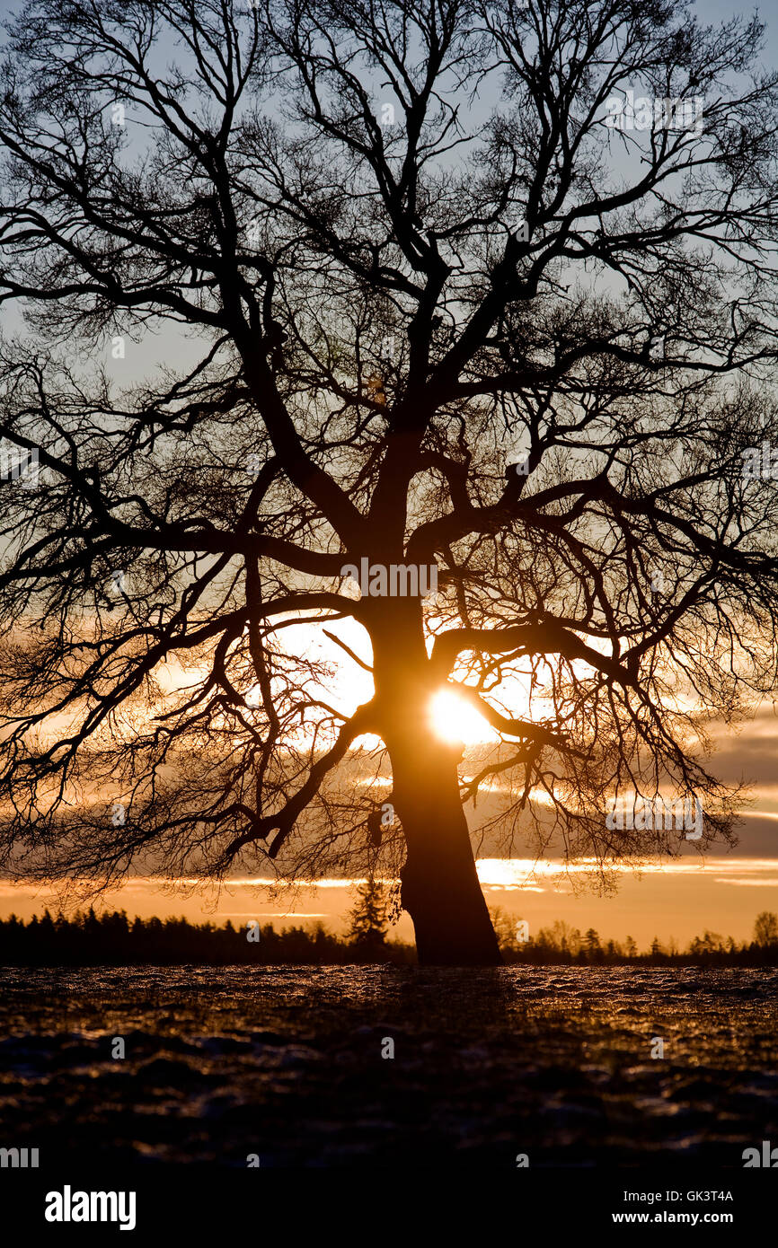 blue tree winter Stock Photo - Alamy