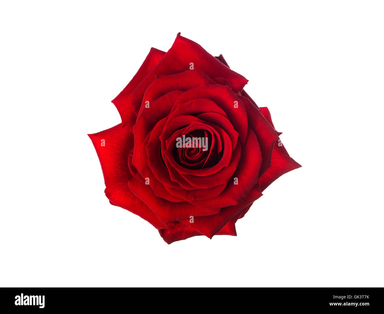 still life single flower Stock Photo - Alamy