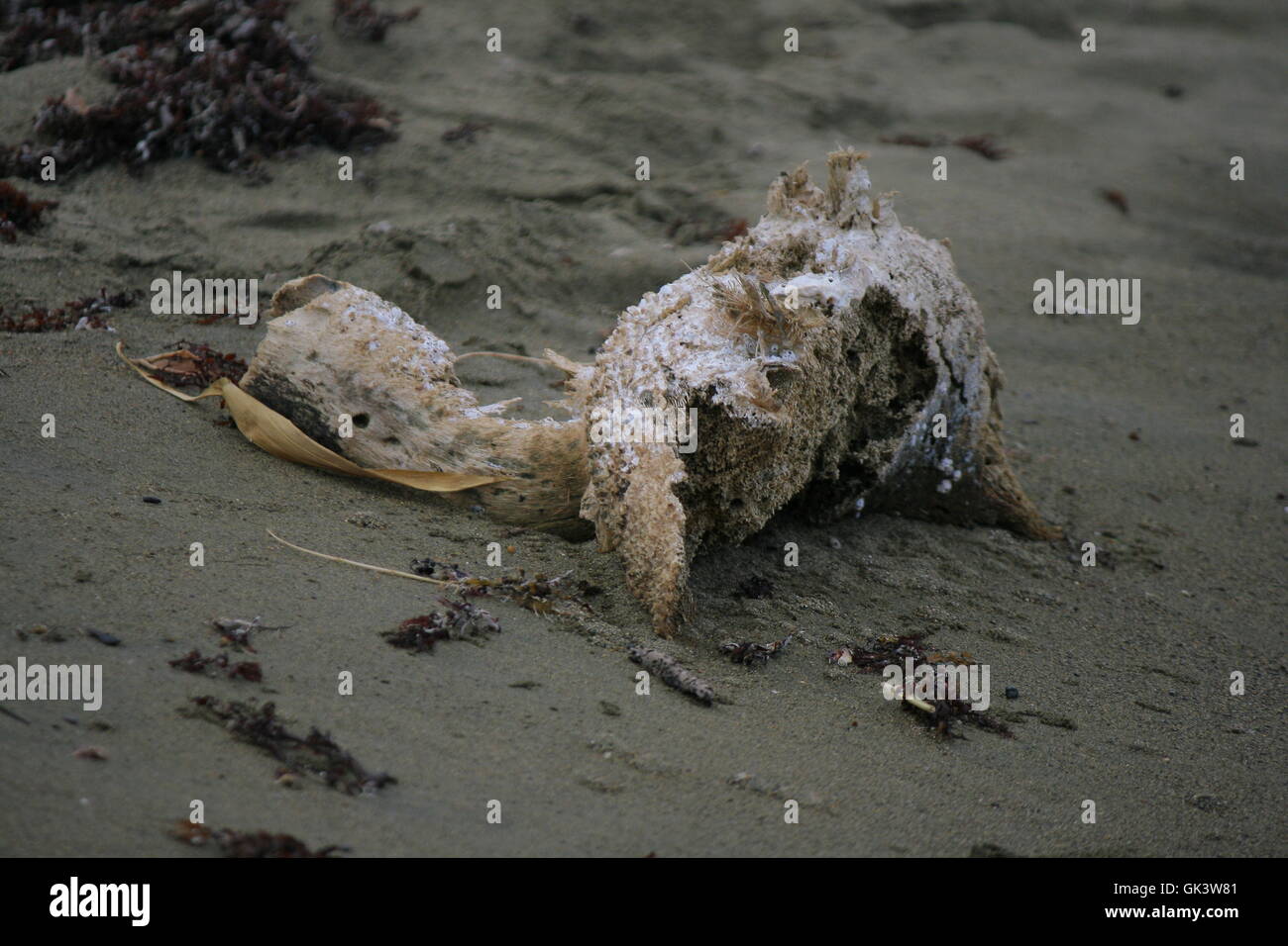 Decomposition hi-res stock photography and images - Alamy