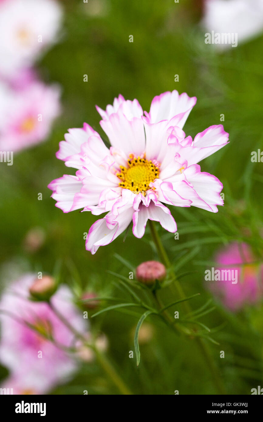 Cosmos 'Double Click Bicolor Rose' flowers Stock Photo - Alamy