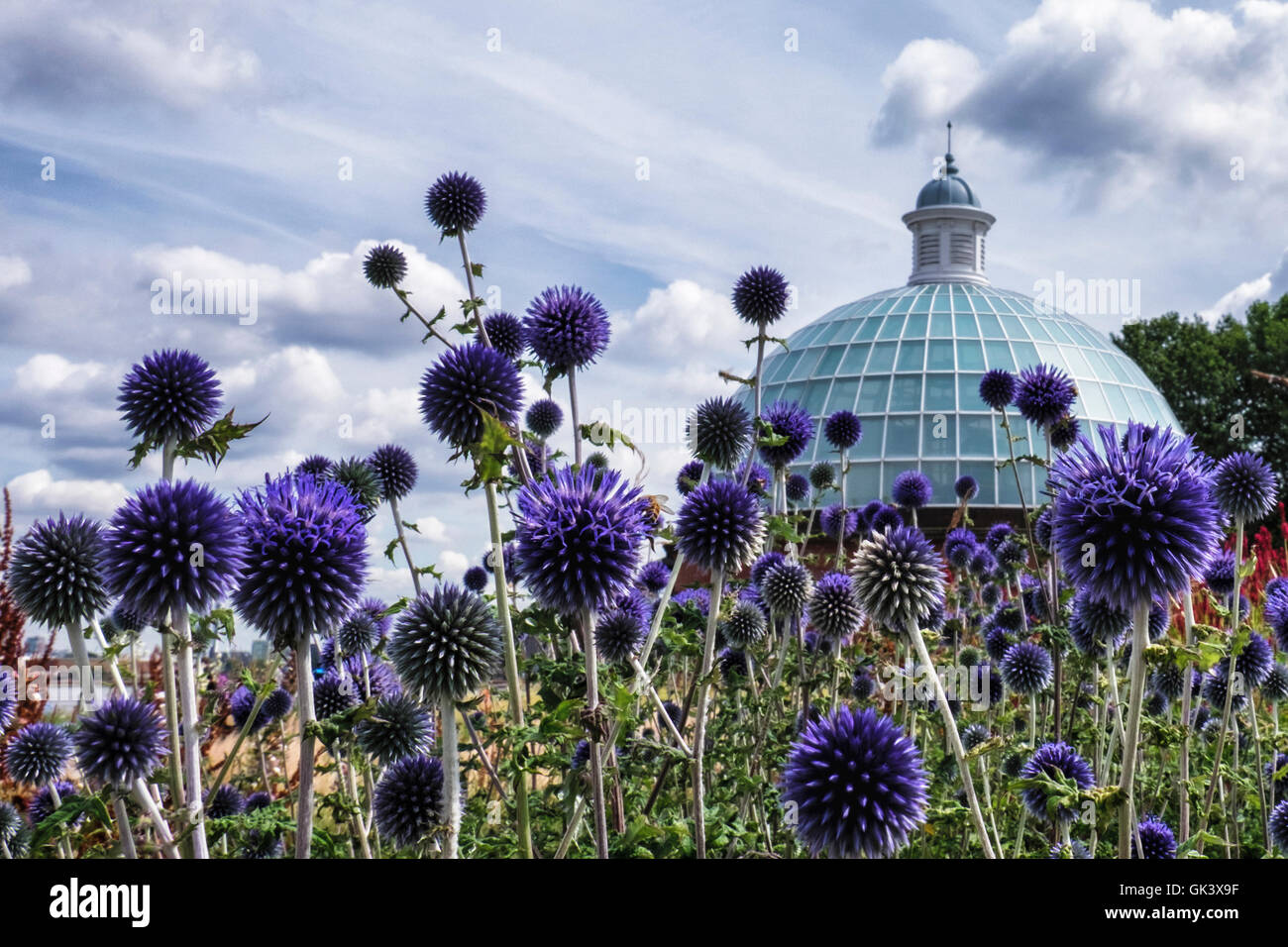 Globe thistle plants grow near domed entrance to Thames river underpass ...