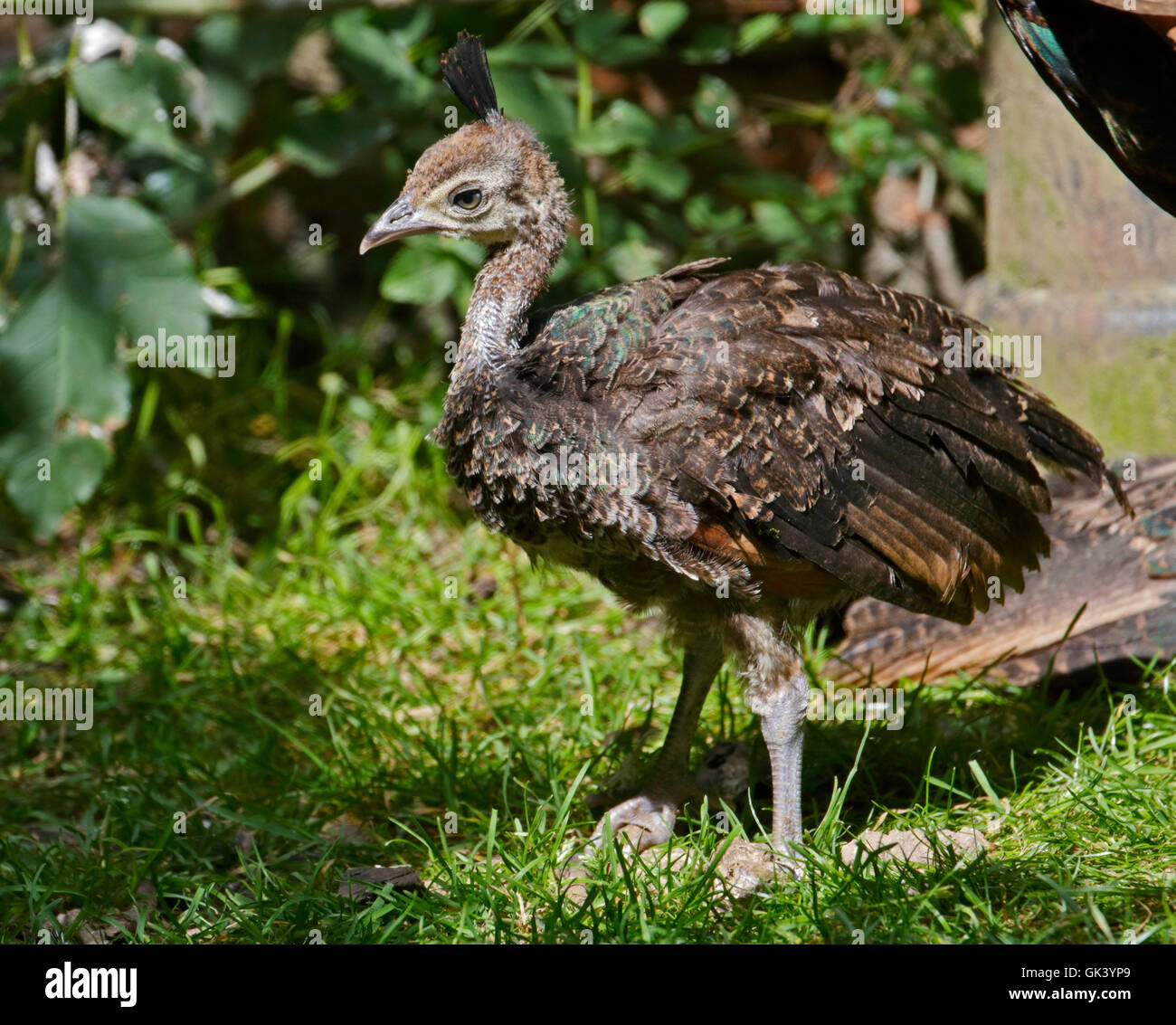 Green Peafowl (pavo muticus) Chick Stock Photo - Alamy