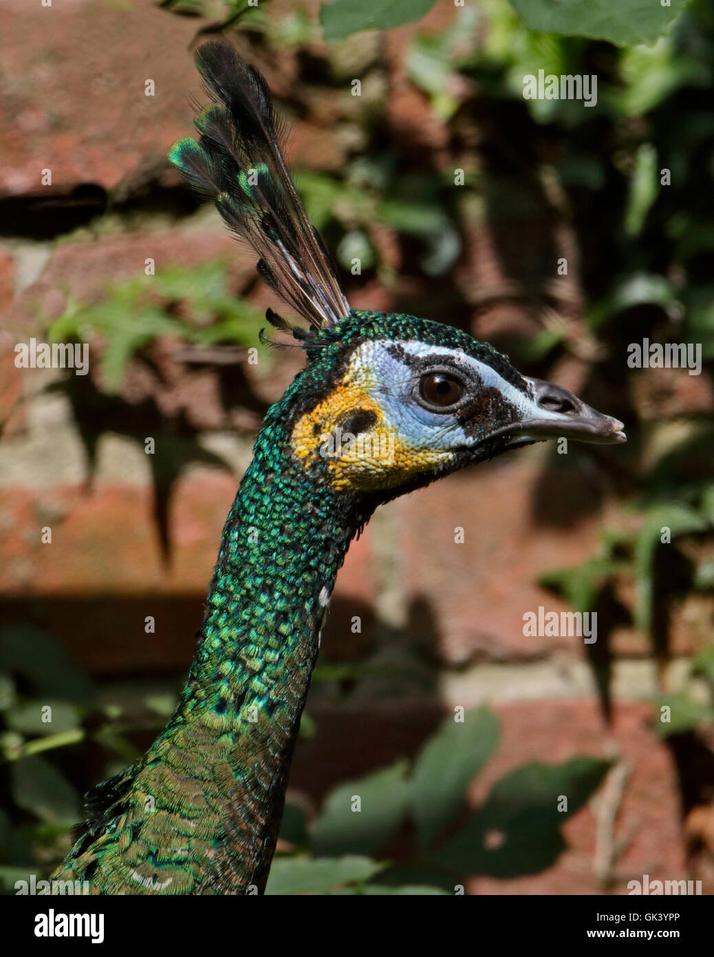 Green Peafowl (pavo muticus Stock Photo - Alamy