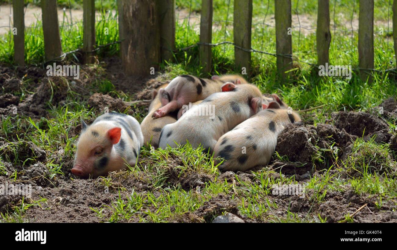 Sweat like a pig hi-res stock photography and images - Alamy