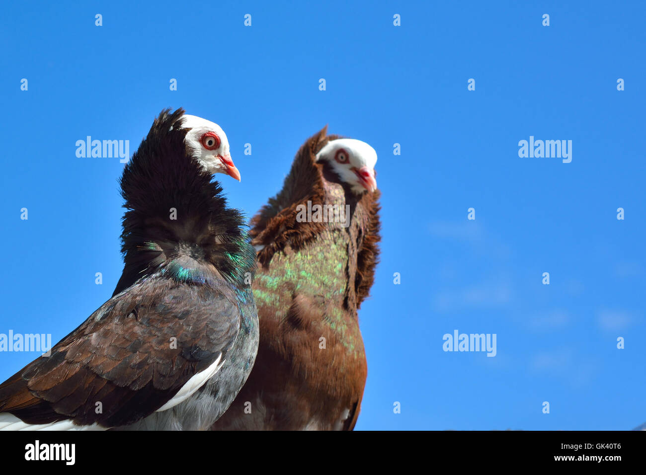 exotic birds, bird friends Stock Photo - Alamy