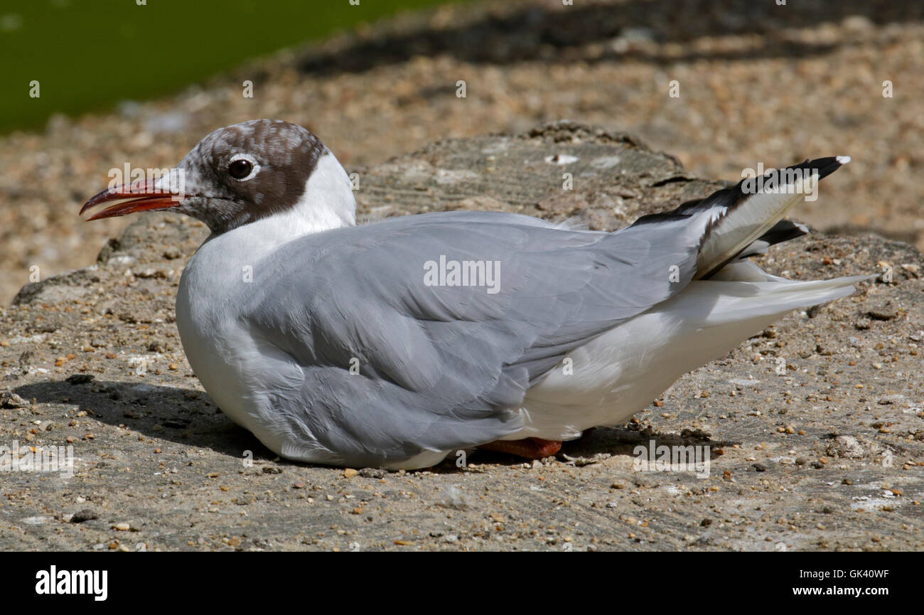 Black Headed Gull (larus ridibundus Stock Photo - Alamy