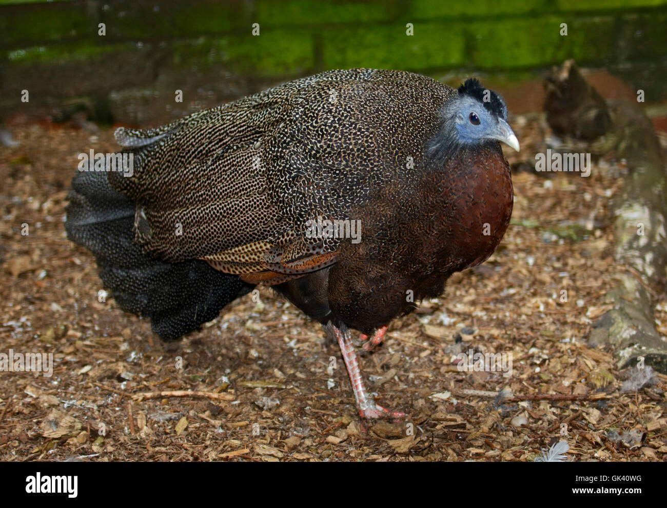 Great Argus Pheasant (argusianus argus) male Stock Photo - Alamy