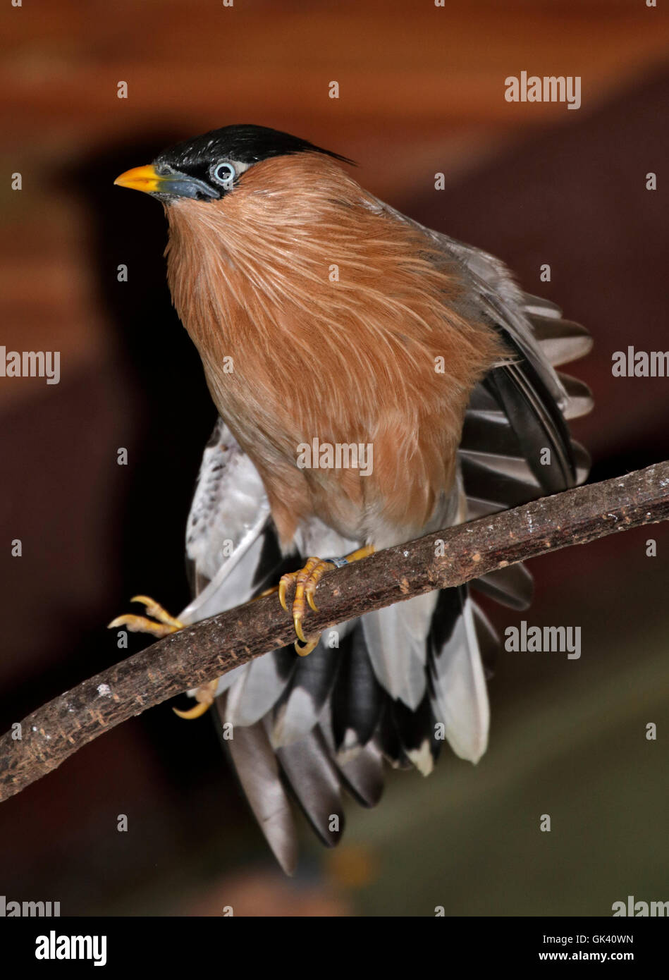 Pagoda Starling (sturnia pagodarum) also known as Pagoda Myna and ...