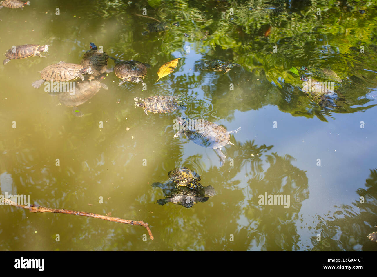 Turtles in lake (Red-eared slider - Trachemys scripta elegans ...
