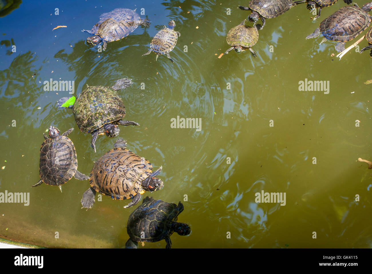 Turtles in lake (Red-eared slider - Trachemys scripta elegans ...