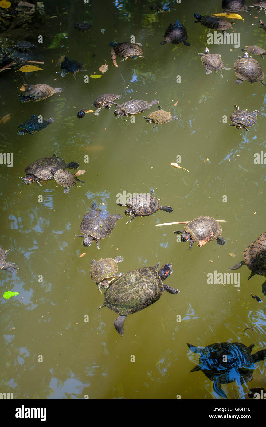 Turtles in lake (Red-eared slider - Trachemys scripta elegans ...