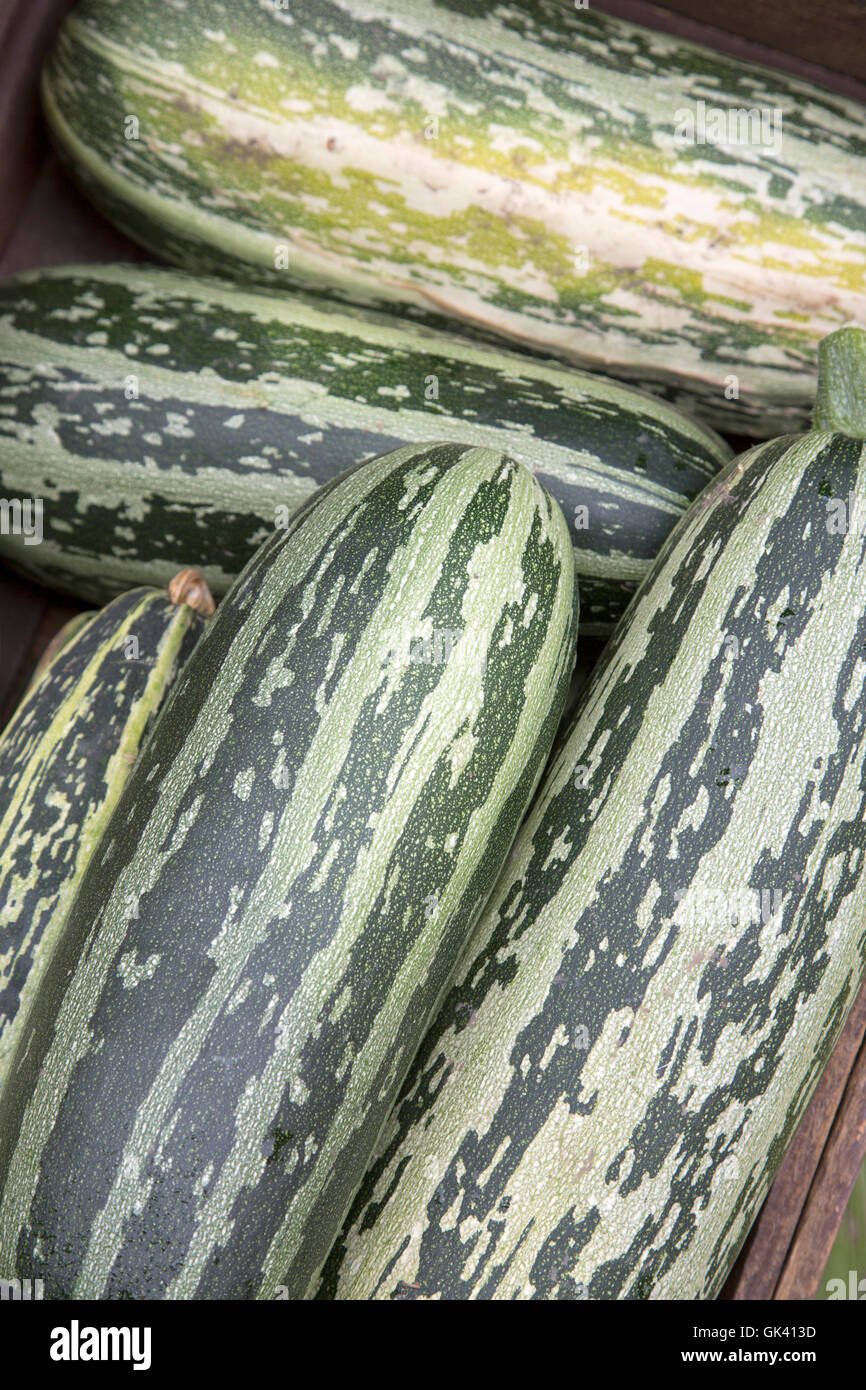 Marrow Vegetable Background Stock Photo - Alamy