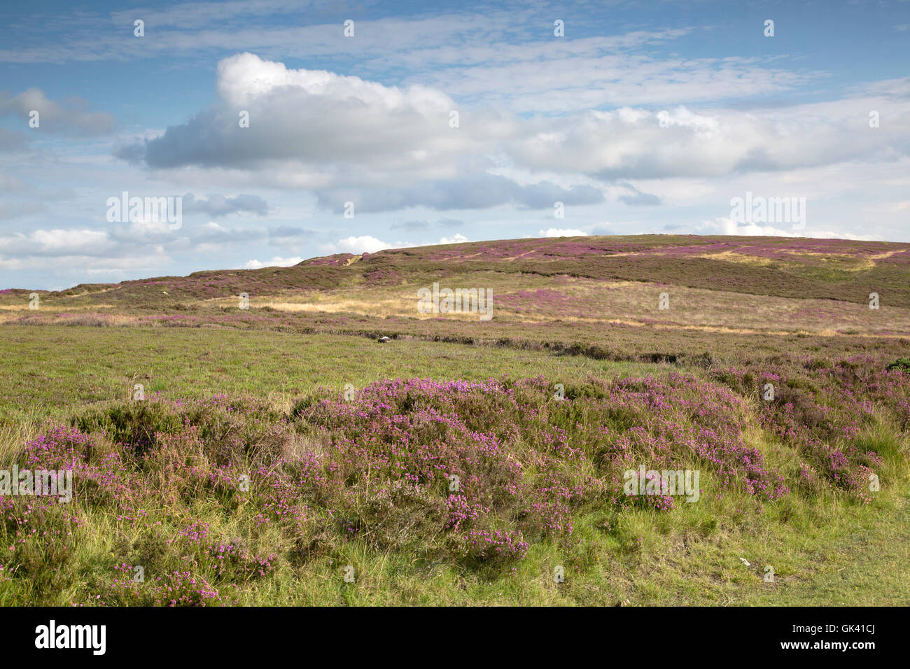 Heather on North York Moors; England; UK Stock Photo - Alamy