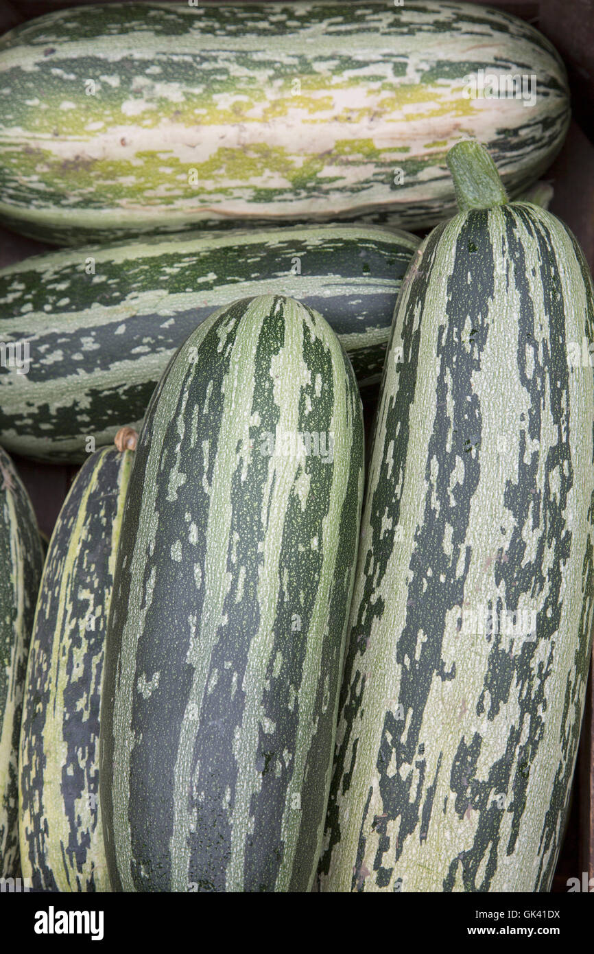 Marrow Vegetable Background Stock Photo - Alamy