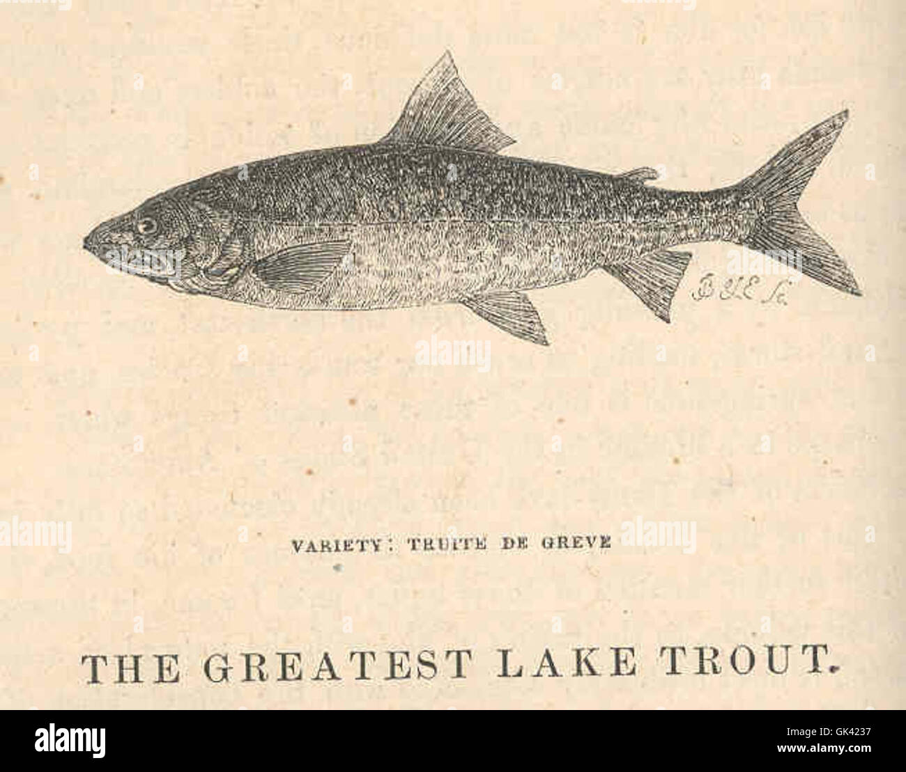An image of the Mackinaw Salmon (also known as Lake Trout or Namaycush ...