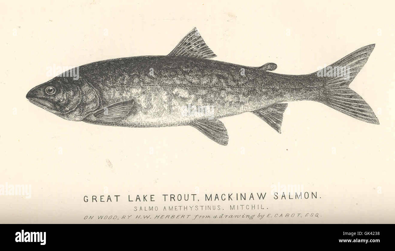 The Great Lake Trout (Mackinaw Salmon, Salmo amethystinus) is a species ...