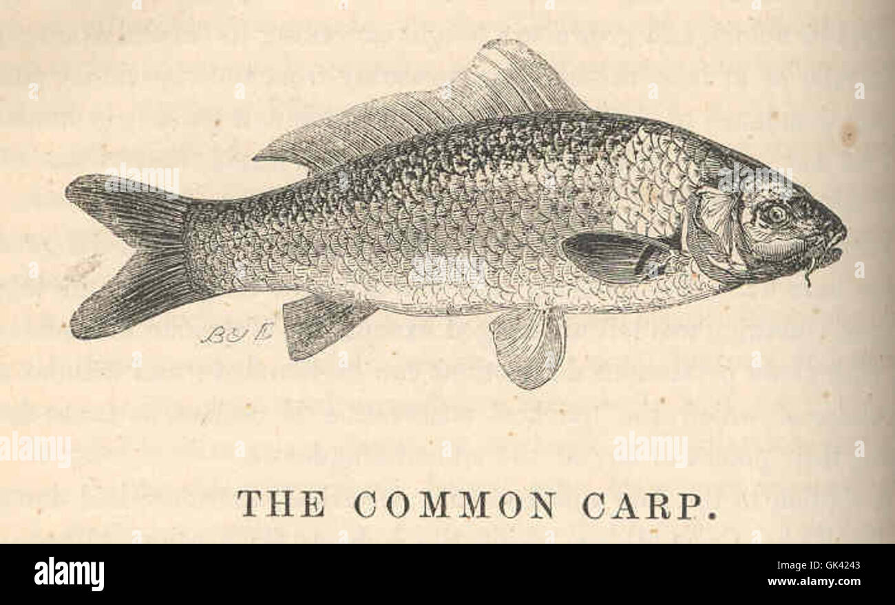 The Common Carp (Cyprinus carpio), a species native to Europe and Asia ...