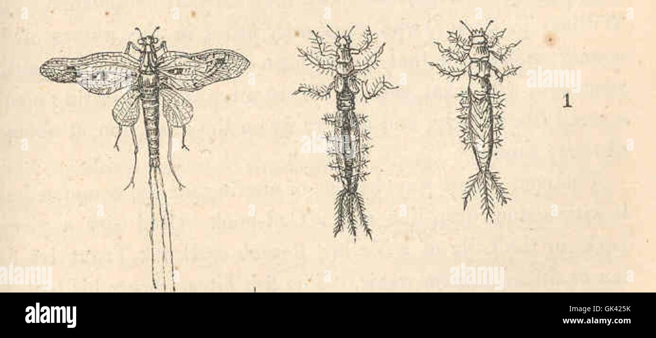 Mayflies book cover hi-res stock photography and images - Alamy