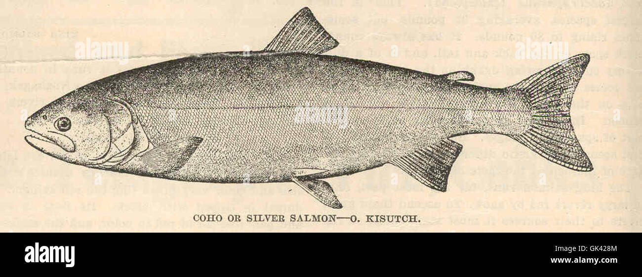 Coho salmon, also known as silver salmon, is a species native to the ...