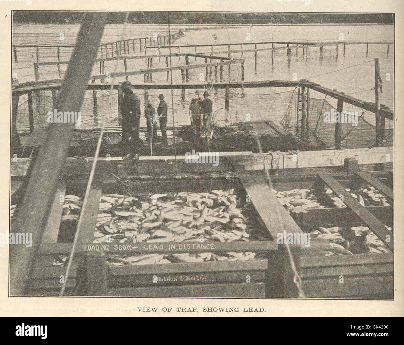 A view of a fishing trap with its lead clearly visible. The lead is ...