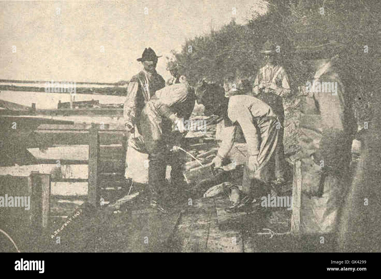 A process showing the collection of milt (sperm) from male fish ...