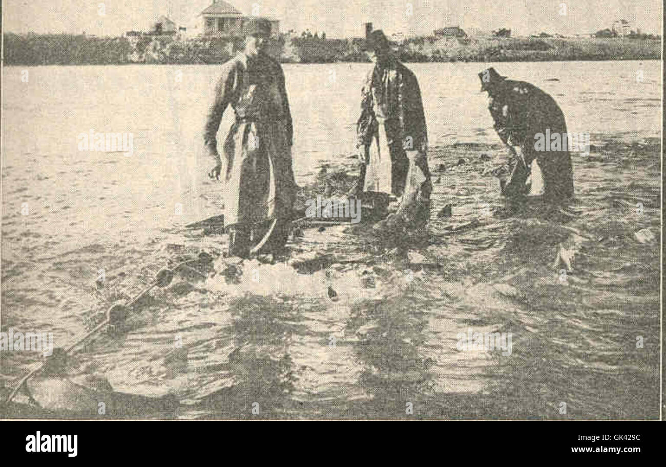 Sorting the ripe fish from the net is a common practice in fishing ...