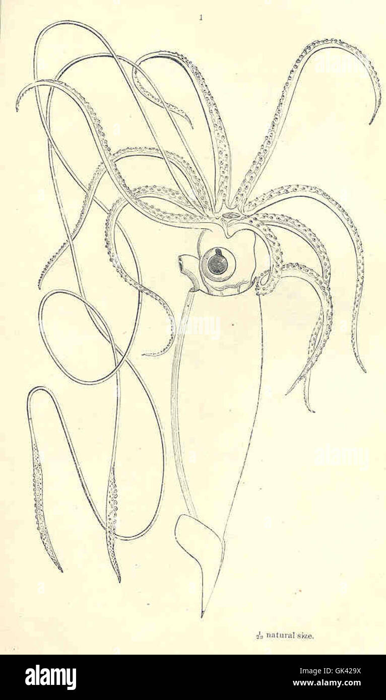 Cephalopods are a class of mollusks that includes species like ...