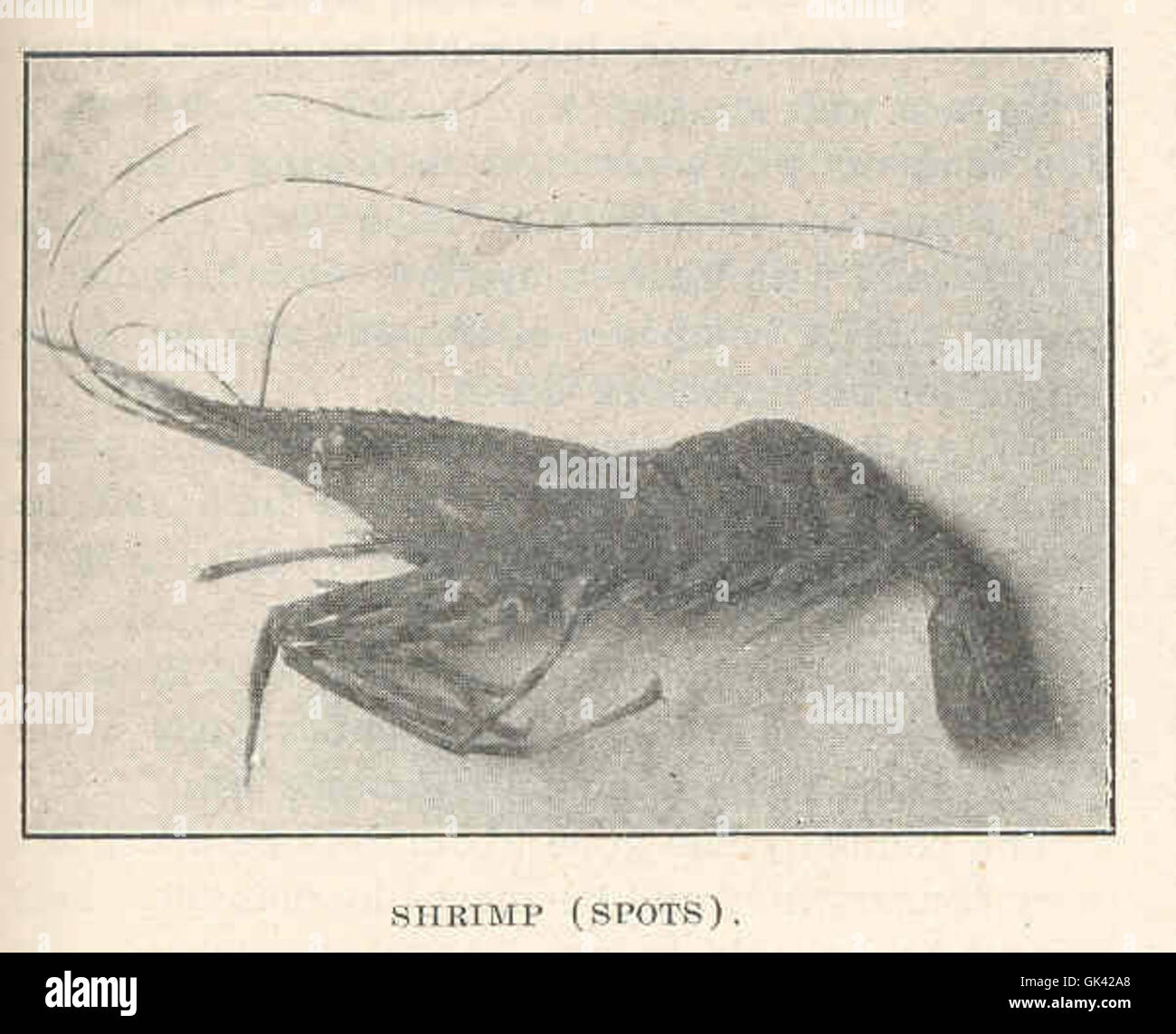 The shrimp species in this image are known for the distinctive spots on ...