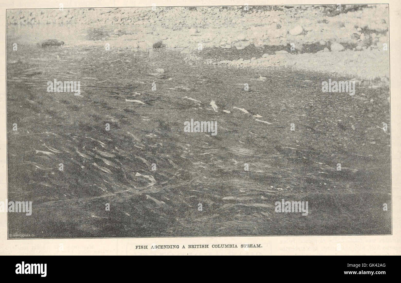 This image shows fish ascending a stream in British Columbia ...