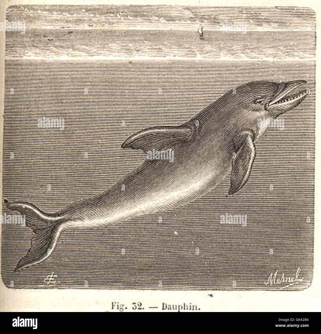The *Dauphin* is a French term for the historical title given to the ...