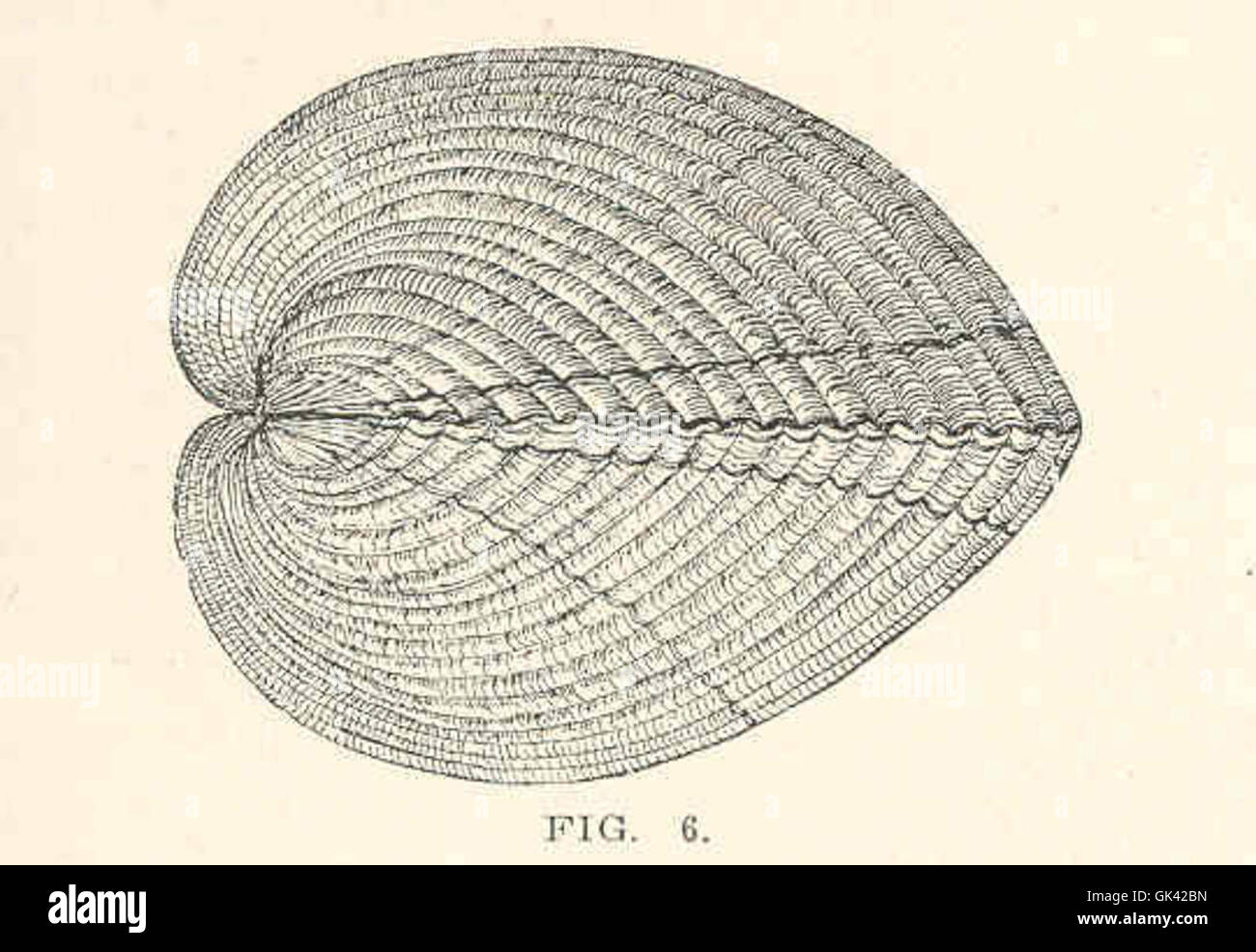 44244 Basket Cockle, Cardium corpis Stock Photo - Alamy