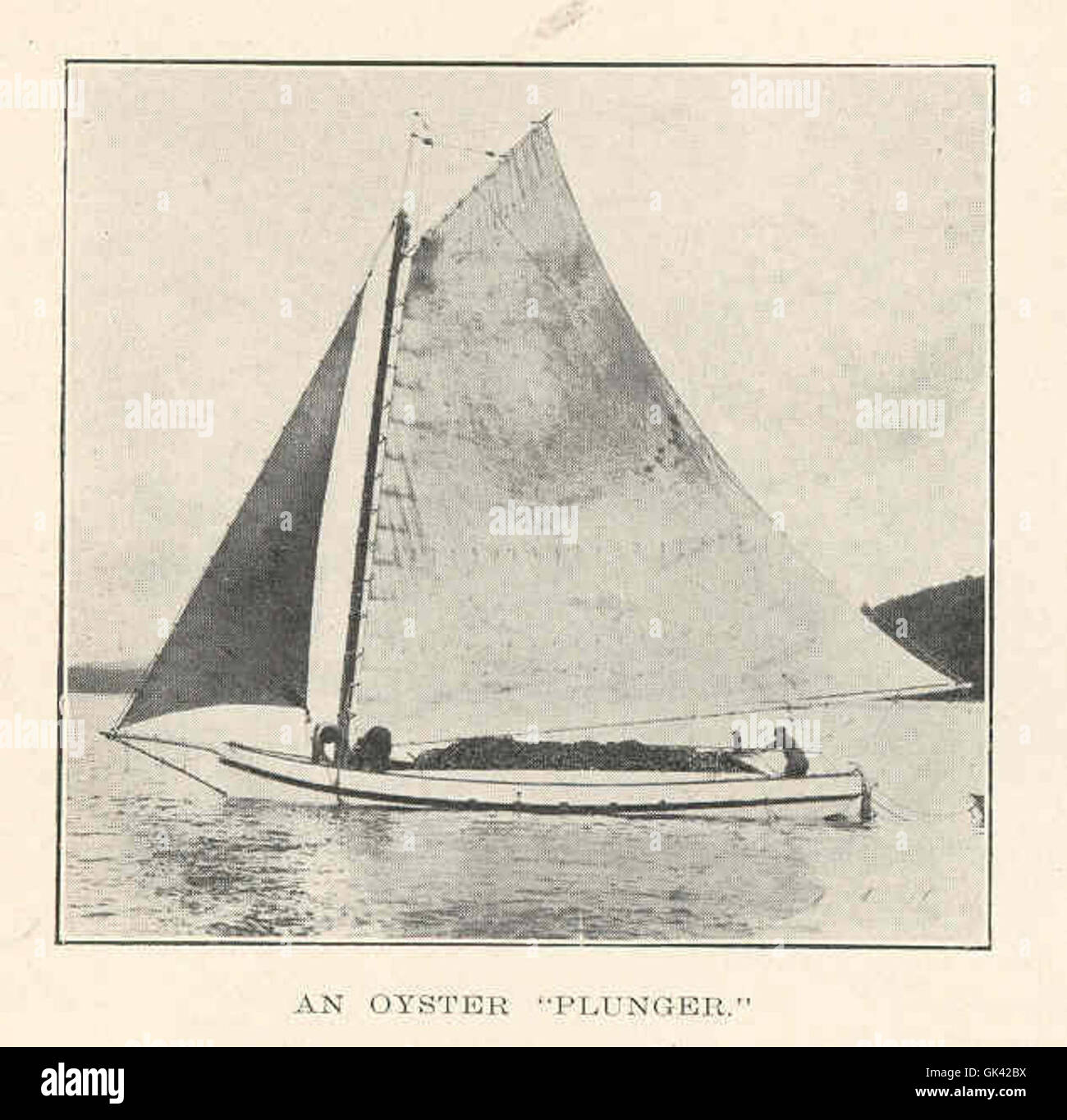 The Oyster 'Plunger' is a tool used in the harvesting of oysters. It is ...