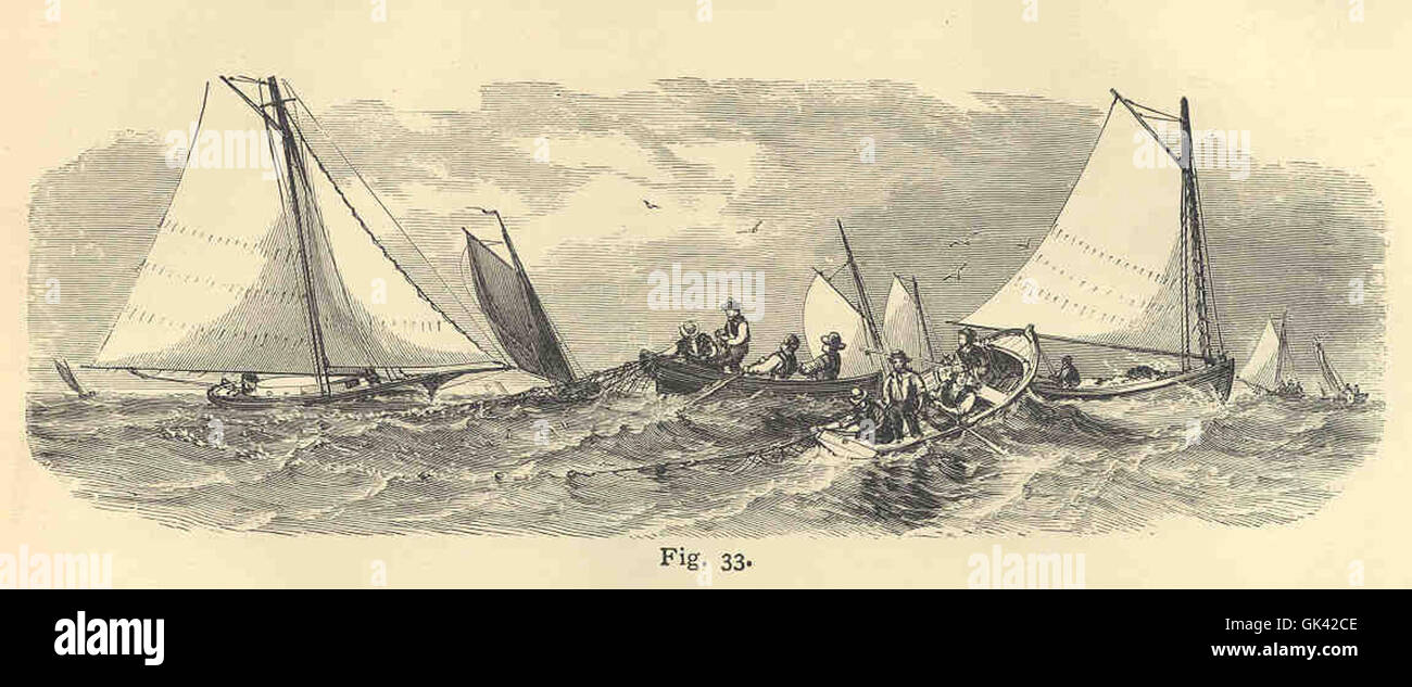 This image depicts menhaden being seined in Peconic Bay. Menhaden are ...