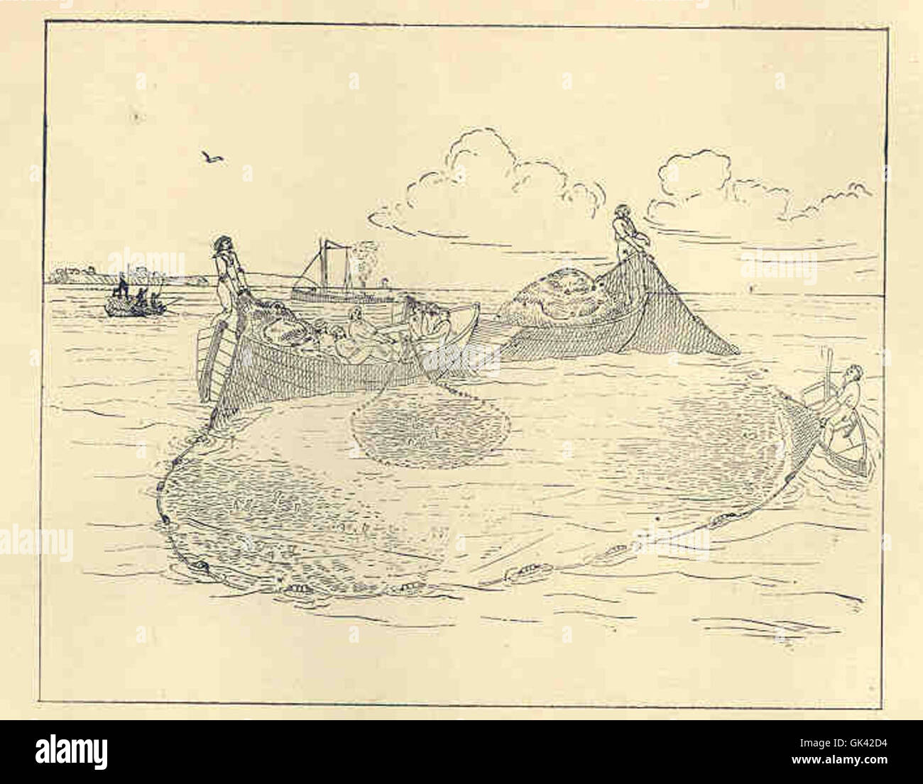 Maine steamers use seine nets to capture menhaden, a small but ...