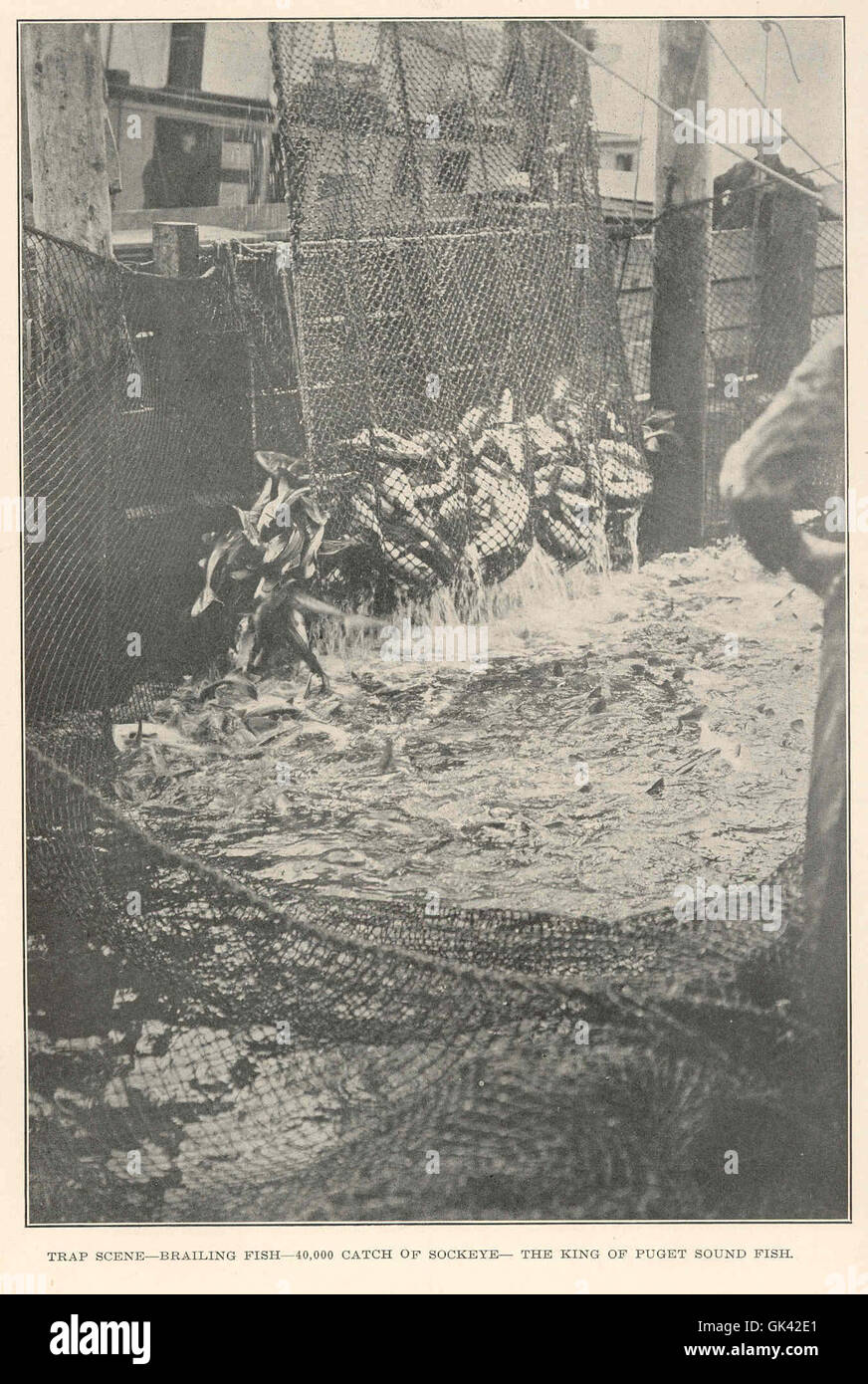 The trap scene depicts a brailing process used in fishing, capturing ...
