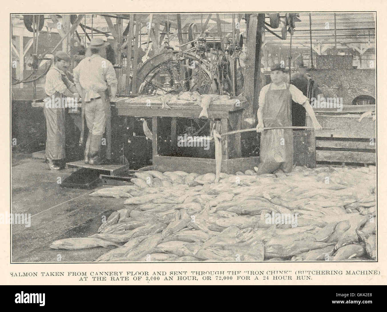 Salmon are processed using the 'Iron Chink' machine, also known as a ...